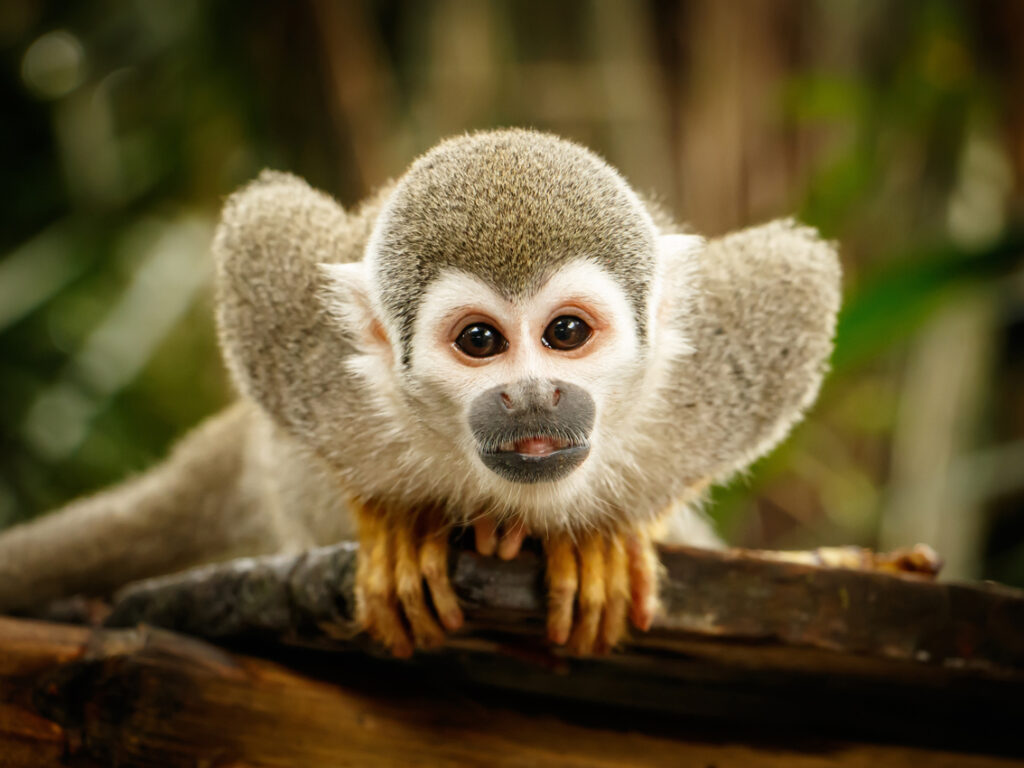 Plakat – Sød abe i regnskov - I Love Wallstickers